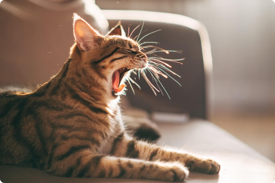El maullido de los gatos: ¿qué significan? ¿Qué tipos de maullidos hay ...