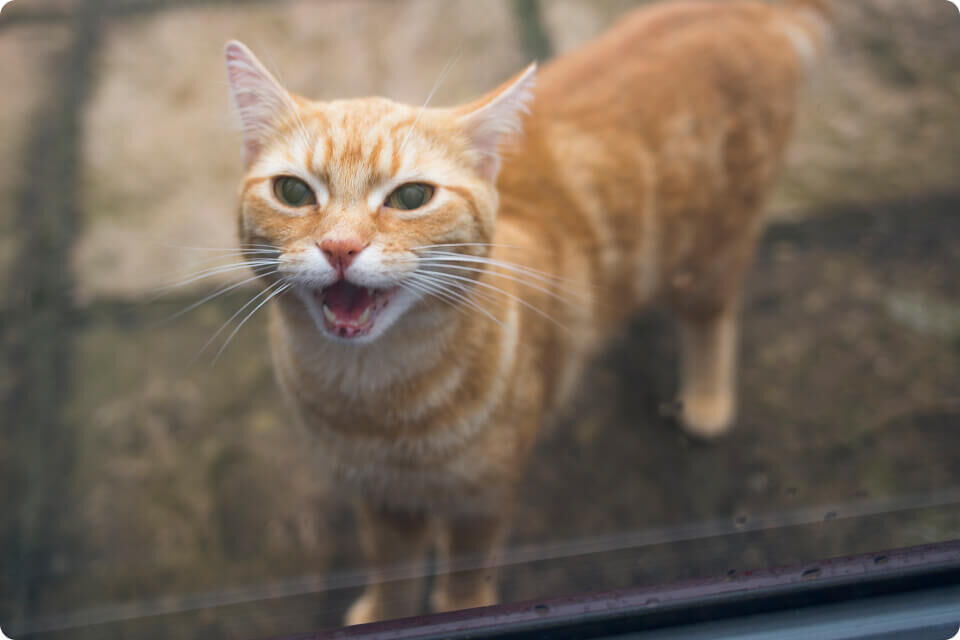 El maullido de los gatos: ¿qué significan? ¿Qué tipos de maullidos hay ...
