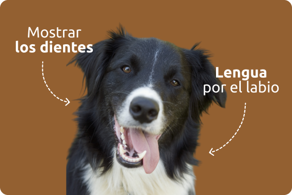 Entender el lenguaje corporal del perro: gestos y posturas | Ultima