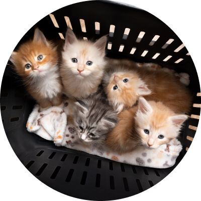 Cuidados esenciales para un gato bebé | Ultima