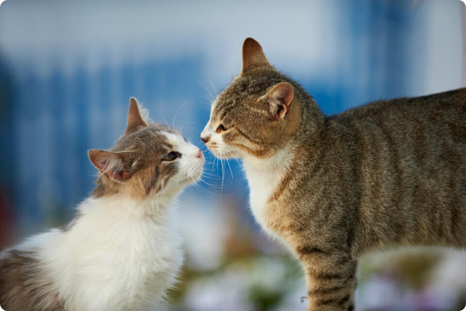 I miagolii dei gatti: cosa significano? Quanti tipi ce ne sono? | Ultima