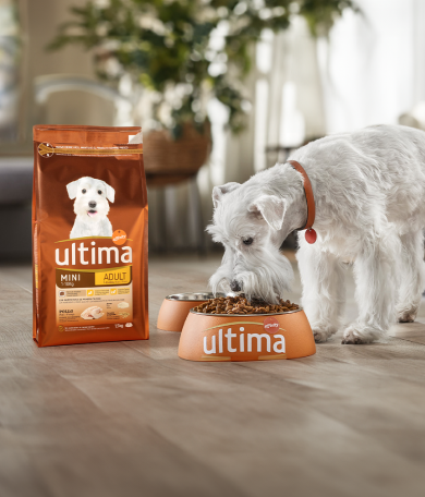 Differenze tra prebiotici e probiotici per cani | Ultima