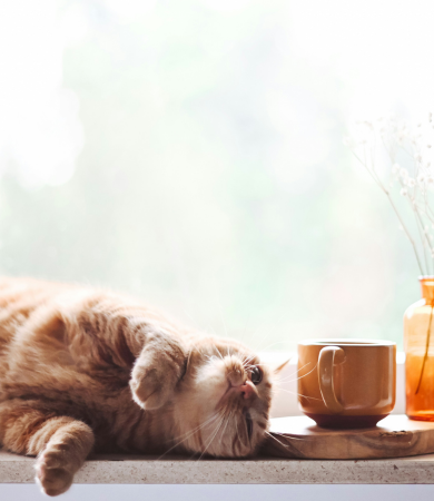 Nomi corti per gatti femmina | Ultima