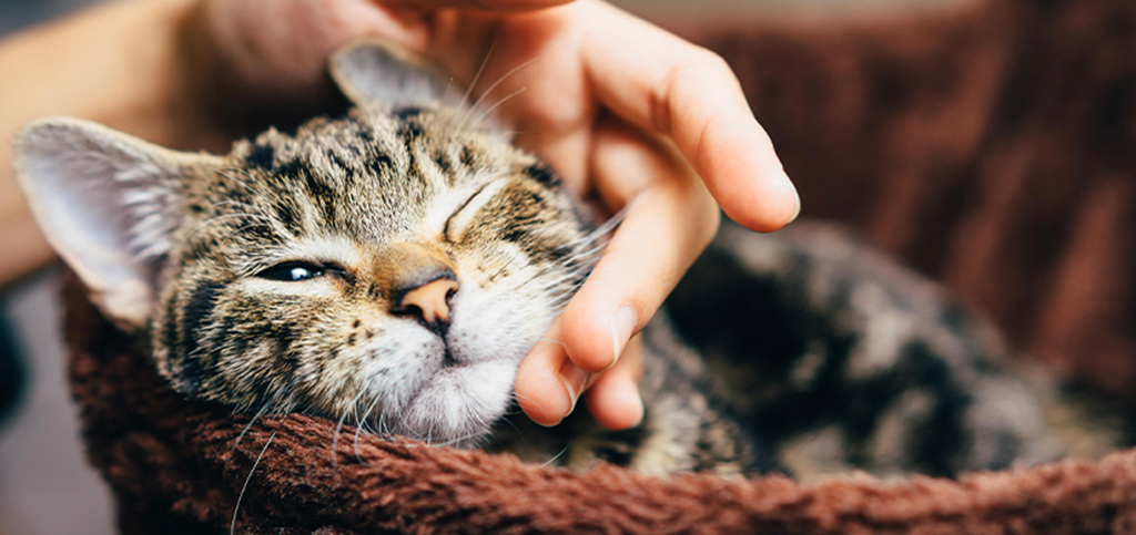Sterilised cat. Care and recommendations | Ultima